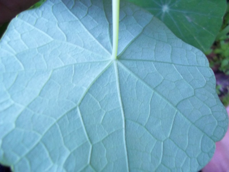 fotos de plantas : discolora